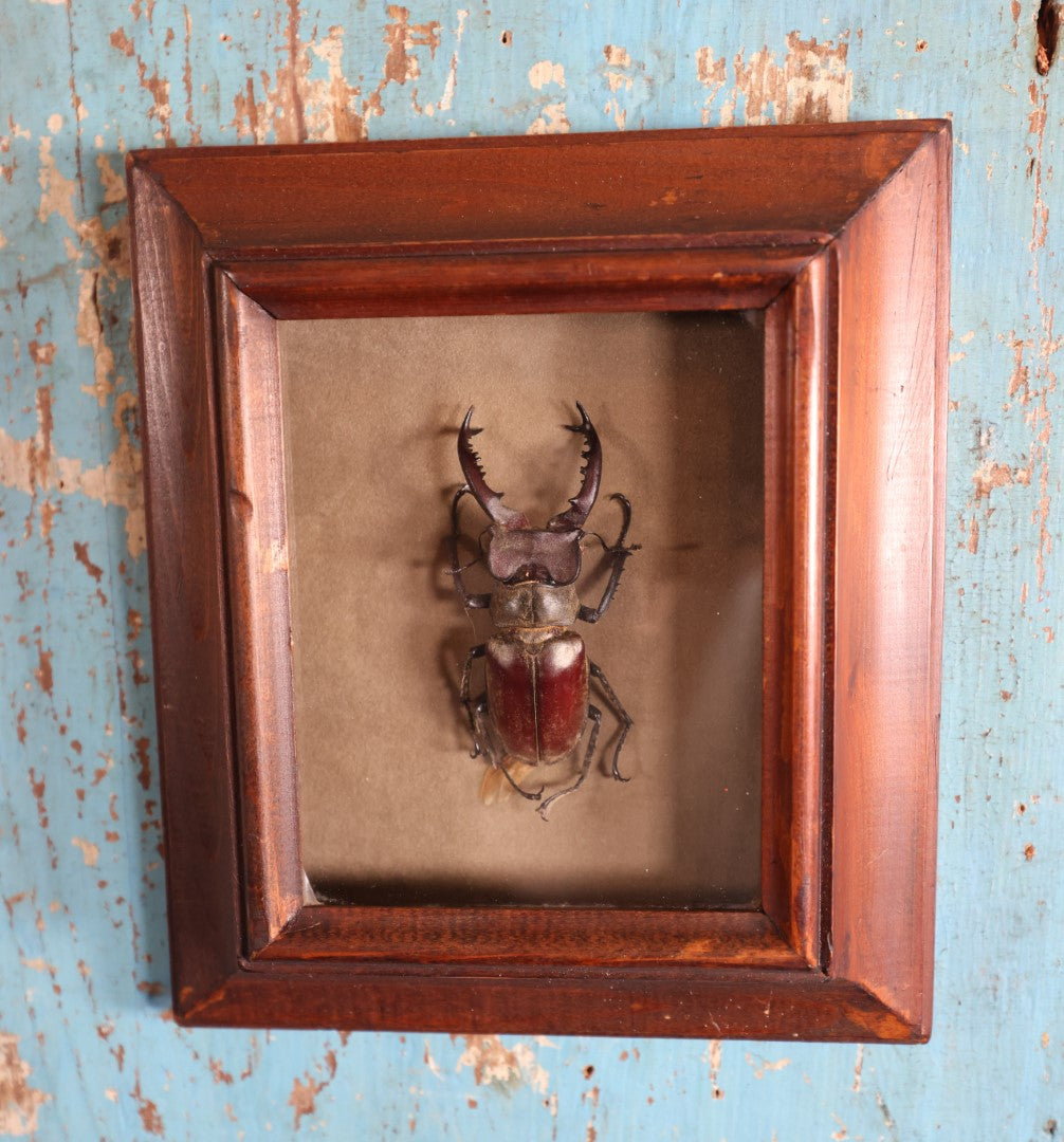 Lot 006 - Vintage 1974 Stag Beetle Taxidermy Shadow Box By Artistry In ...