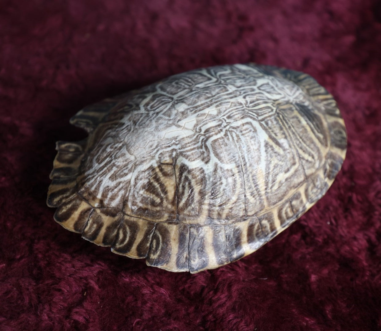 Lot 064 - Vintage Preserved Taxidermy Turtle Shell, Note Varnish, Chip ...