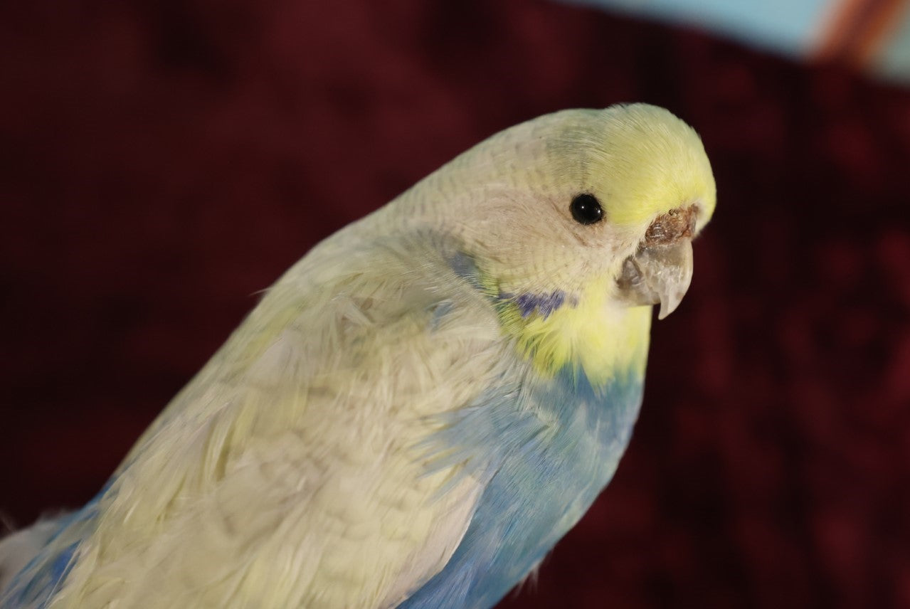 Lot 015 - Small Parakeet Full Mount Taxidermy, Blue Chest, Yellow Face ...