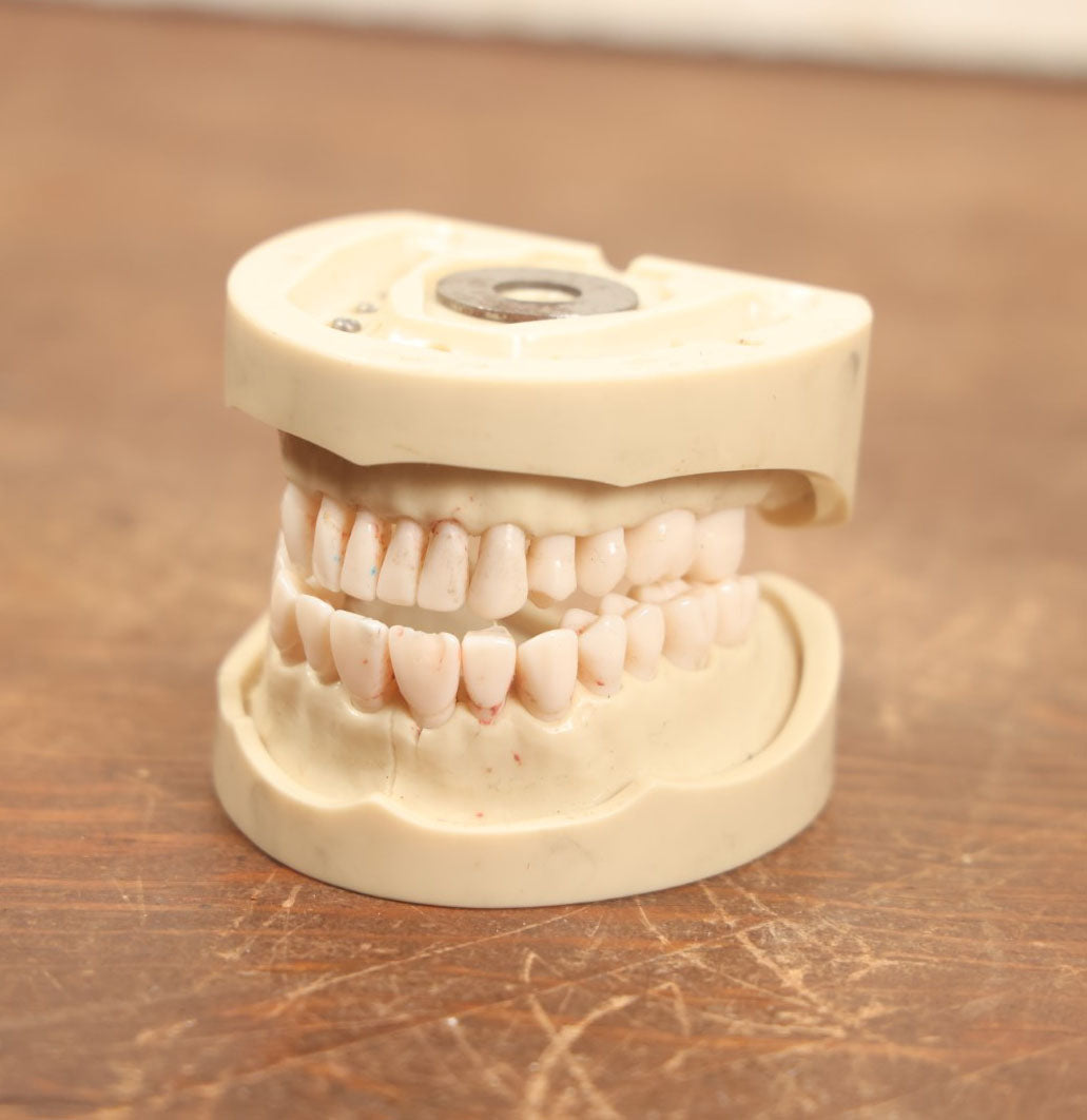 Lot 018 - Vintage Resin Teeth Mold Model, With Screws And Metal Plates ...