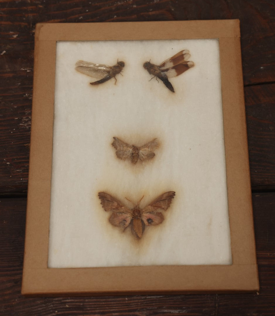 Lot 022 - Vintage Collection Of Dragonfly And Moth Specimens In Riker ...