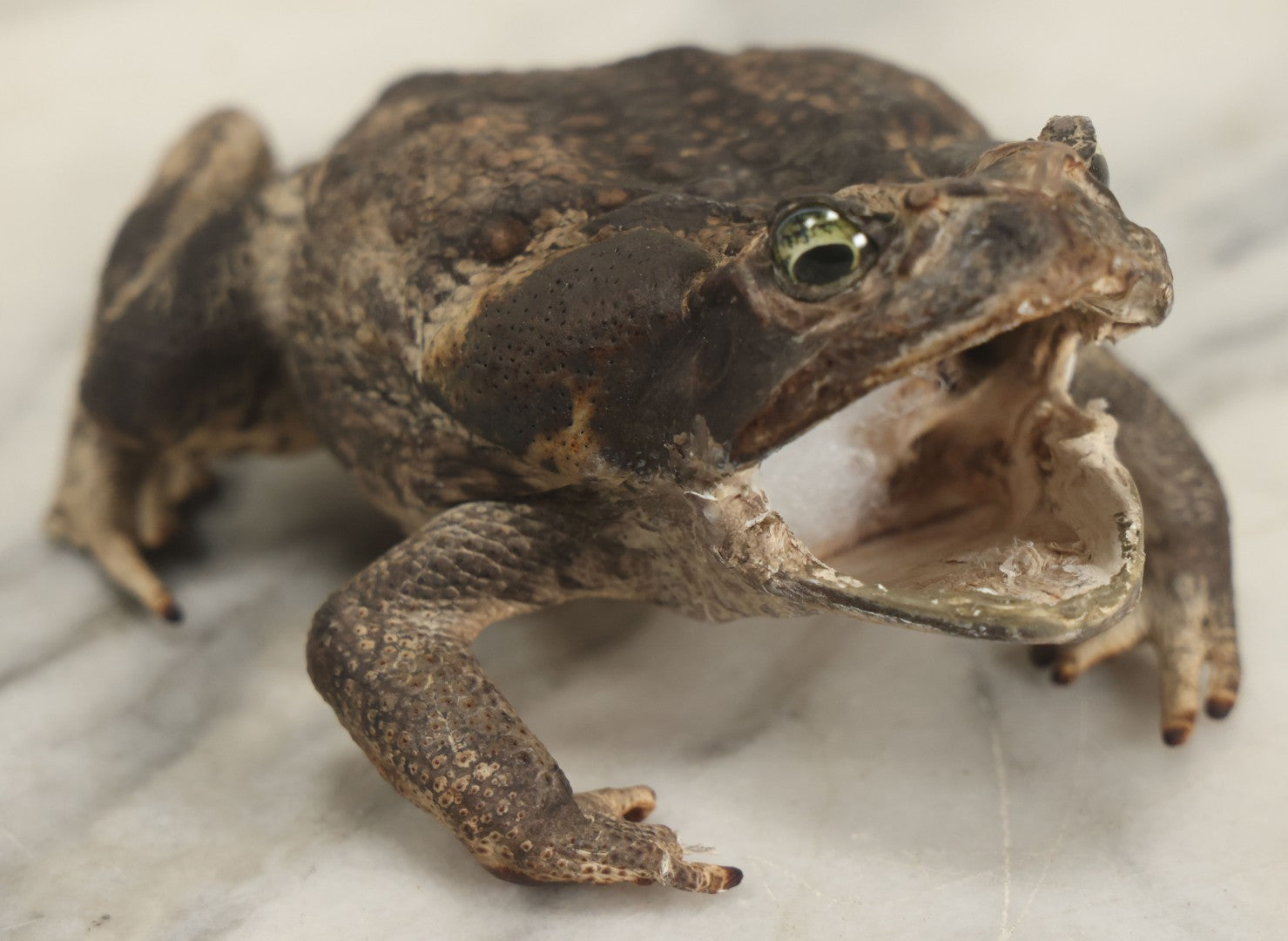 Lot 008 - Vintage Toad Taxidermy, Note Rough Condition, Missing Mouth ...
