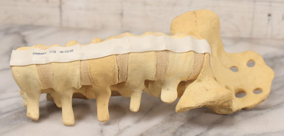 Lot 018 - Modern Plastic Anatomical Model Of Vertebral Column Section ...