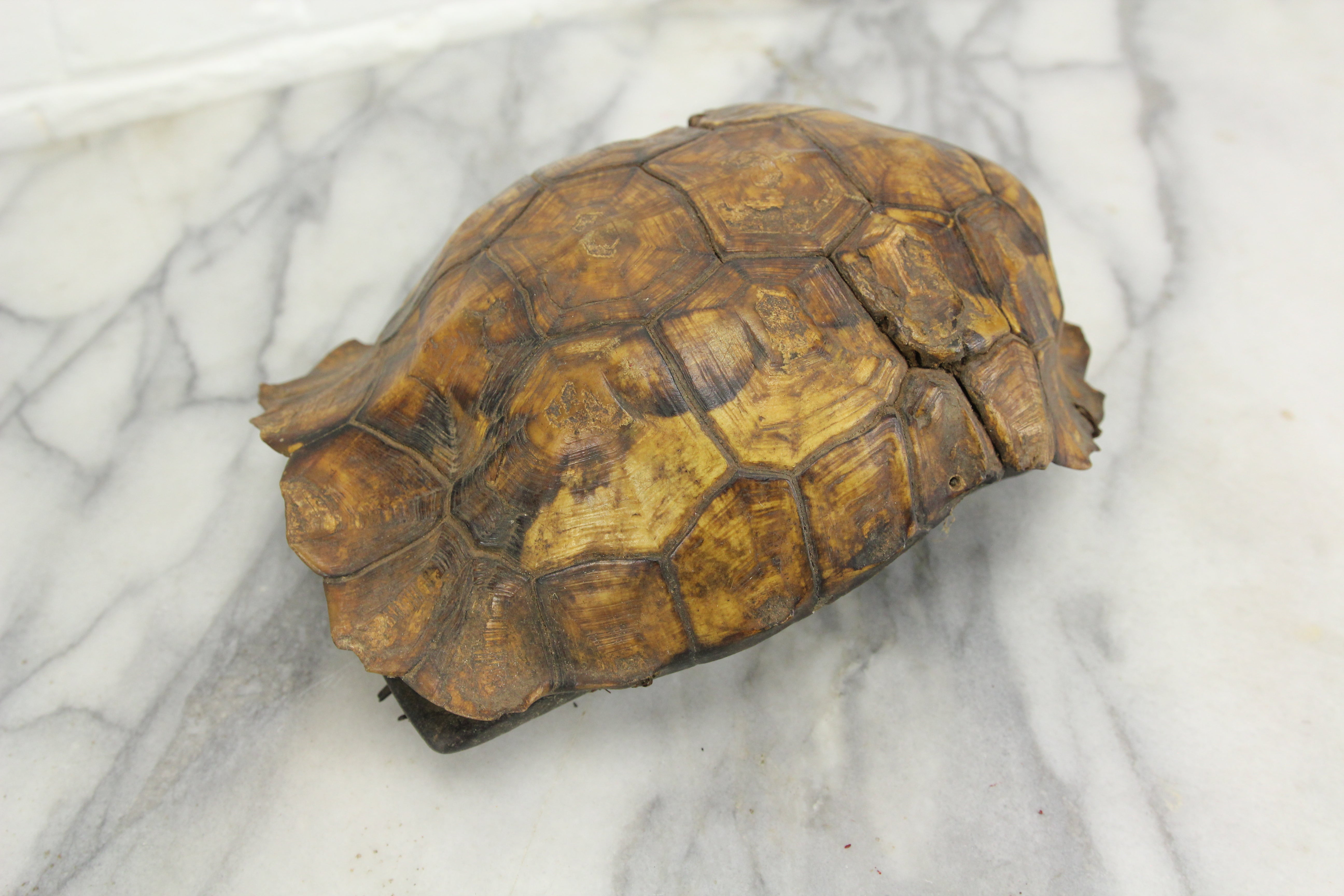 Tortoise Shell Mbira Kalimba Thumb Piano Instrument – Memory Hole Vintage